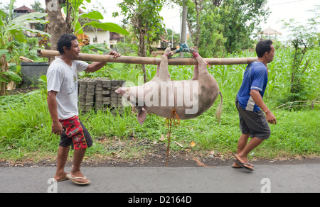 BALI - JANUARY 30. Men carry pig for slaughter for Galungan ceremony on ...