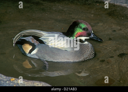 Falcated Teal Anas falcata San Diego Zoo, California, United States ...