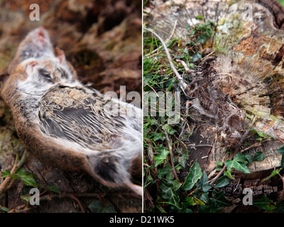 Wood Mouse corpse - Apodemus sylvaticus being consumed by blowfly ...