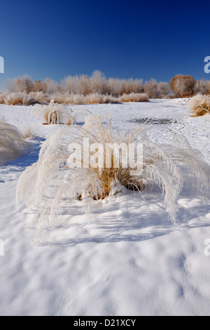 Alkali Sacaton (Sporobolus airoides Stock Photo - Alamy