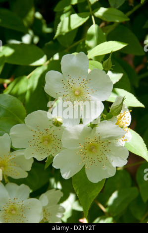 A close up of white rambling rector climbing rose in flower and with ...