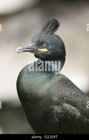 Shag plumage. Close-up of the feathers of a shag (Phalacrocorax sp ...