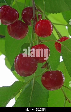 close up image of ripe cherry tomatoes on wooden sticks with green ...