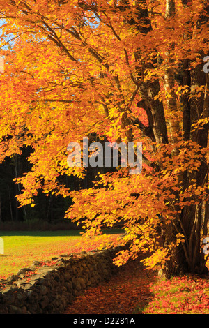 Autumn maple tree, Maine, USA Stock Photo - Alamy