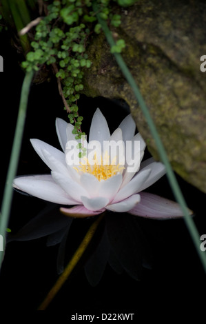 Water lilly in full bloom on Danube's delta natural reservation Stock ...