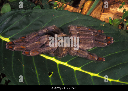 Chevroned Tarantula Psalmopoeus cambridgei Trinidad, West Indies ...