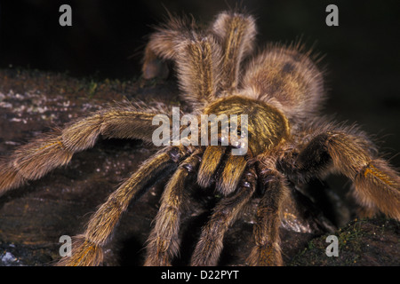 Chevroned Tarantula Psalmopoeus cambridgei Trinidad, West Indies ...
