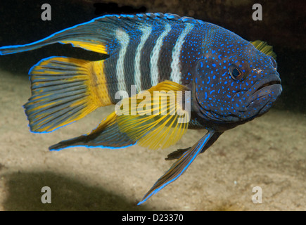 Eastern blue devil fish Paraplesiops bleekeri About 20 blue devil ...