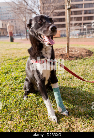 Dog with leg cast Stock Photo: 52929374 - Alamy