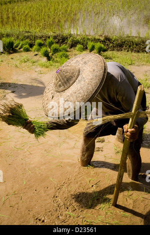 Burmese migrant man working in rice field, near Mae Hong Son, Thailand ...