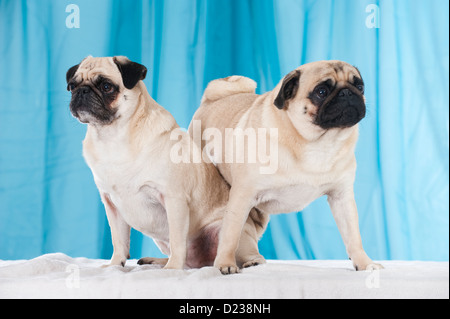 Two pugs, one standing and one sitting, are in a grassy field with ...