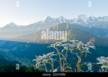 Alps, edelweiss, Leontopodium alpinum, the sun, back light mountains ...