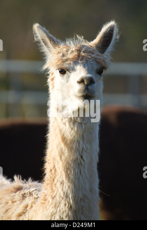 Cute llamas and alpacas on a farm. Watching animals in a zoo. Fun ...