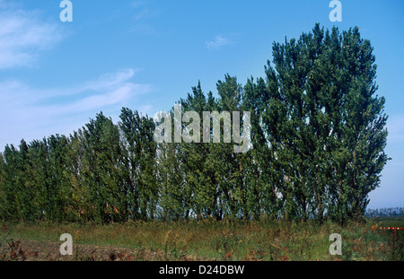 Camargue France Row Of Poplar Trees Stock Photo - Alamy