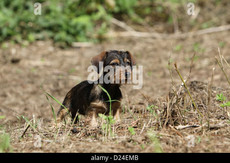 Dog Dachshund / Dackel / Teckel wirehaired (Merle harlequin) adult ...