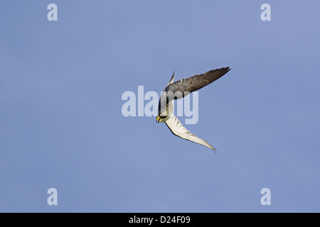 Peregrine falcon (Falco peregrinus) diving, Barcelona, Spain, April ...
