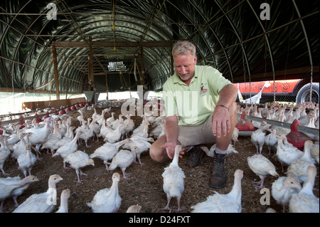 Farmer and turkeys on a turkey farm Stock Photo - Alamy