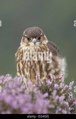 Merlin (Falco columbarius) immature, amongst flowering heather, captive ...