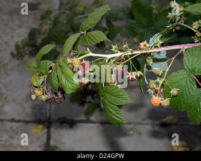 Raspberries growing on raspberry canes in a pick your own fruit farm in ...