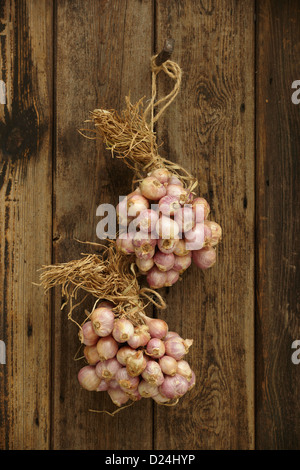 Bunches of shallots Stock Photo - Alamy