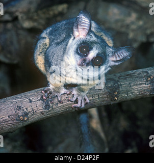 Lesser Bush Baby (Galago senegalensis) leaping Stock Photo - Alamy