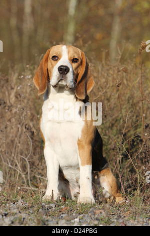 Beagle (Canis familiaris) portrait of adult female Stock Photo - Alamy