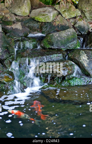 Koi Fish Pond Waterfall