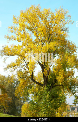 Rheinaue, a leisure park in autumn on the banks of the Rhine in Bonn ...