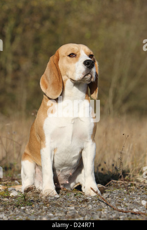 Dog Beagle adult sitting profile Stock Photo - Alamy
