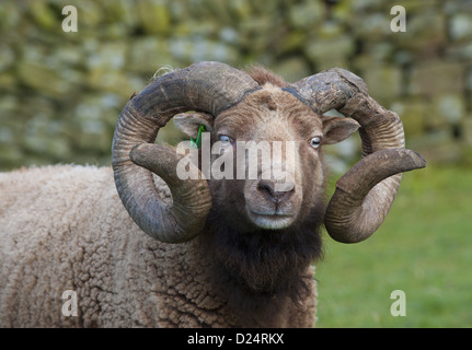 Domestic Sheep, Castlemilk Moorit ram, standing in pasture, Tosside ...