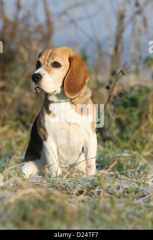 Dog Beagle adult sitting profile Stock Photo - Alamy
