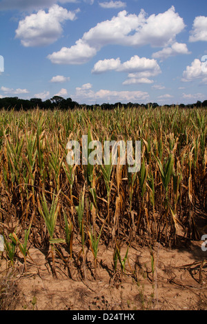 corn crop damage drought damaged Ohio Stock Photo - Alamy