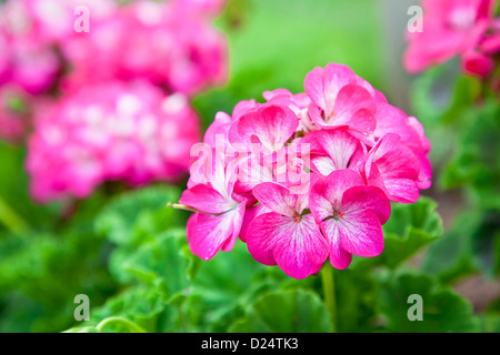 Pink bicolor geraniums in the home garden Stock Photo - Alamy