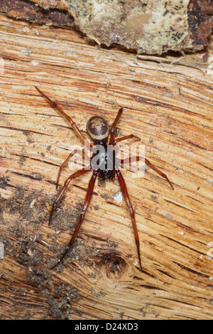 Biting Spider (Steatoda nobilis) on wall of Chichester Cathedral ...