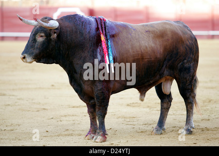 Bleeding bull. Bullfight at Real Maestranza bullring, Seville, Spain ...