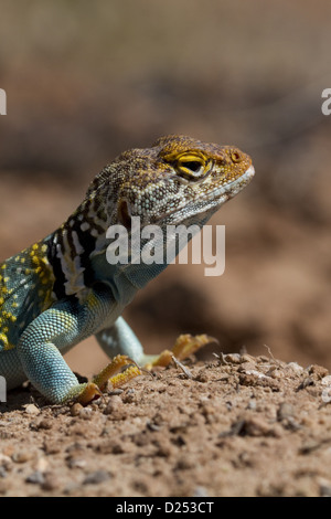 Yellow headed collared Lizard from Utah USA - Crotaphytus collaris ...