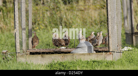 Breeding pens for Grey Partridge Stock Photo: 52973706 - Alamy