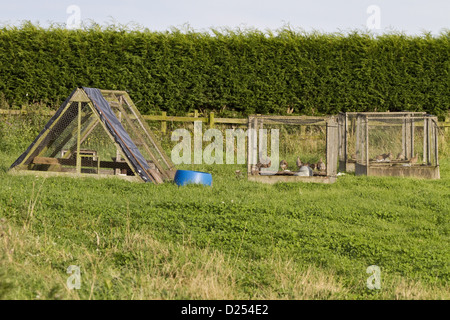 Breeding pens for Grey Partridge Stock Photo - Alamy