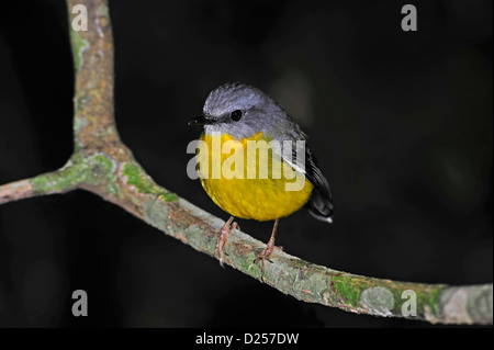 Eastern Yellow Robin at O'Reillys Rainforest Retreat Stock Photo - Alamy