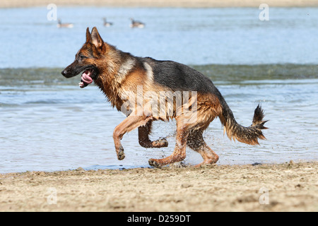 German Shepherd running in lake Stock Photo - Alamy