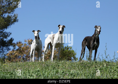 Dog English greyhound three adults standing in a meadow Stock Photo - Alamy