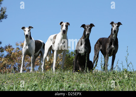 Dog English greyhound four adults standing in a meadow Stock Photo - Alamy