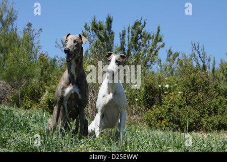 Dog English greyhound two adults walking in a meadow Stock Photo - Alamy