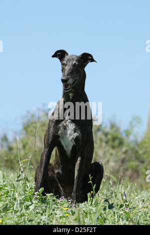 Dog English greyhound adult sitting in a meadow Stock Photo - Alamy