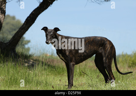 Dog English greyhound adult standard profile Stock Photo - Alamy