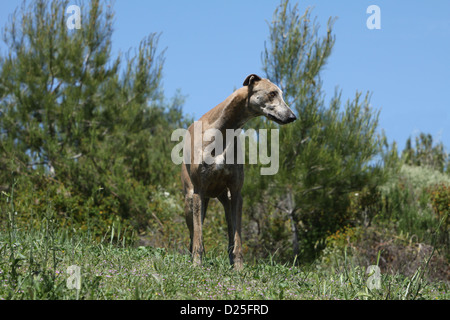 Dog English greyhound adult sitting in a meadow Stock Photo - Alamy