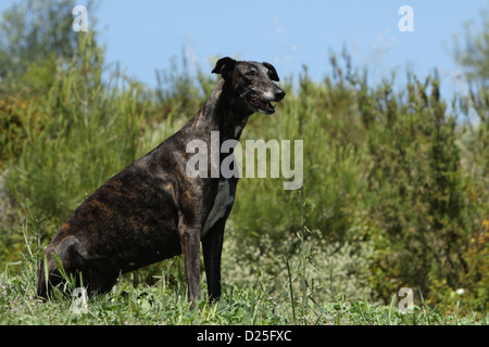 Dog English greyhound adult sitting in a meadow Stock Photo - Alamy
