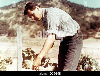 Rock Hudson Film: This Earth Is Mine (1952) Characters: John Rambeau ...