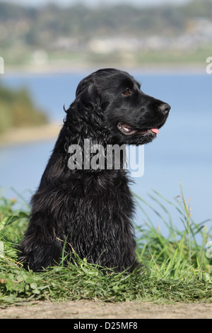 Black English cocker spaniel dog full body side view standing isolated ...