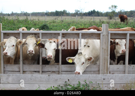 Dairy cows at the feed fence in modern loose housing, Bavaria Stock ...